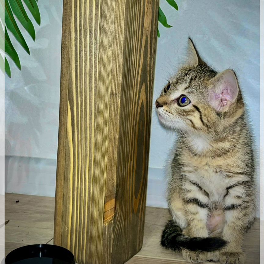 Донской сфинкс котёнок