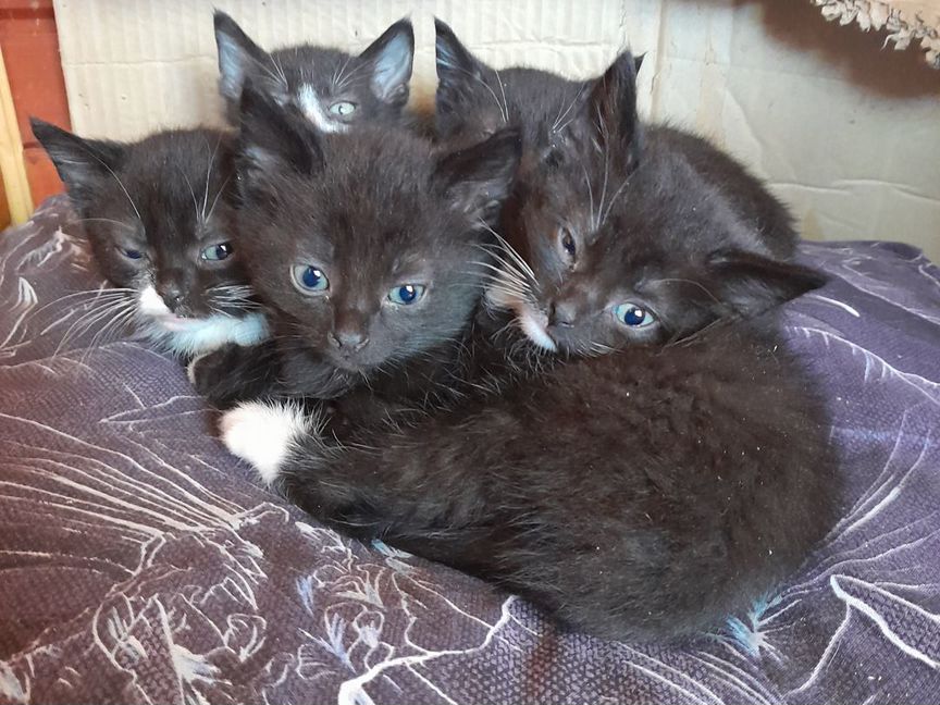 Маленькие Короли мира