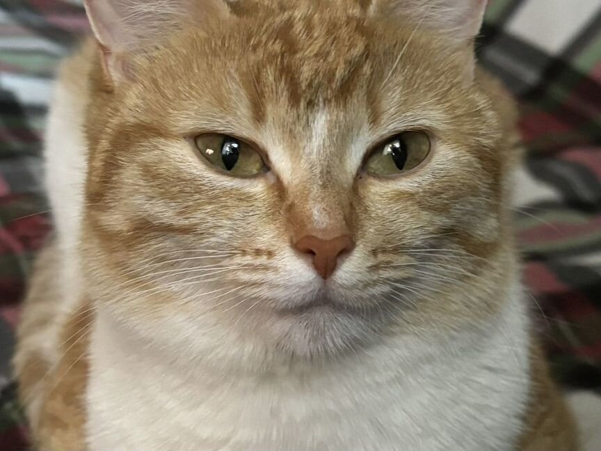 Кошка в дар