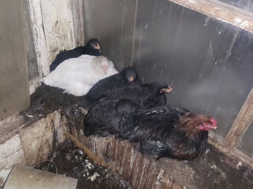 Курицы несушки