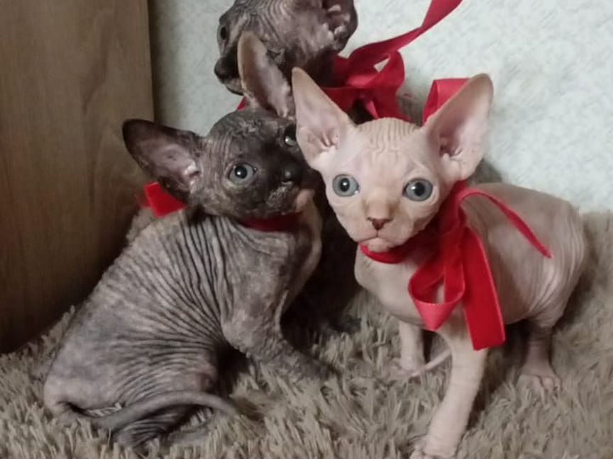 Канадский сфинкс