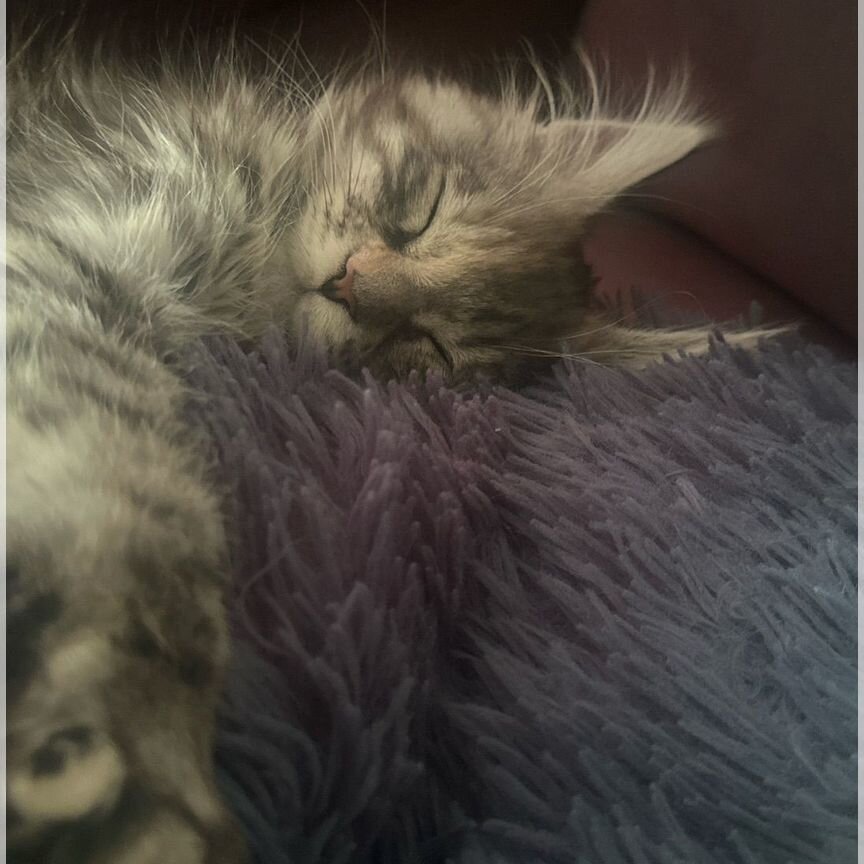 Мейн-кун котёнок
