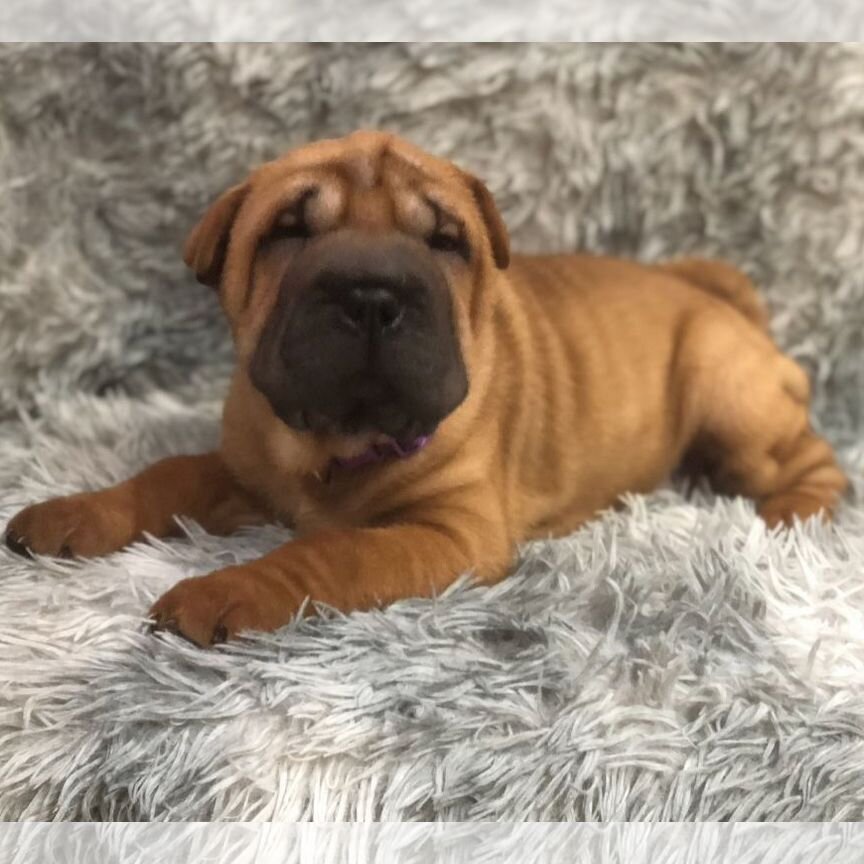 Шарпей, щенок