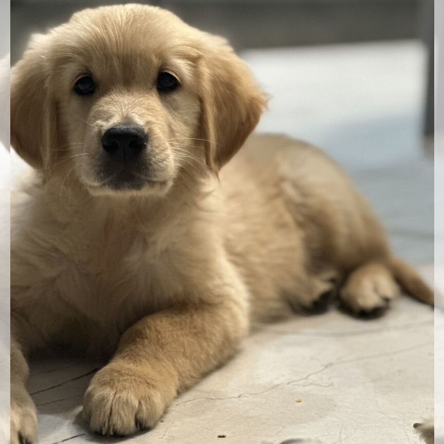 Золотистый ретривер