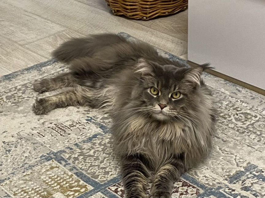 Вязка Мейн -кун