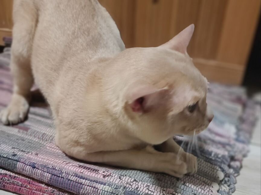 Бурманский кот на вязку