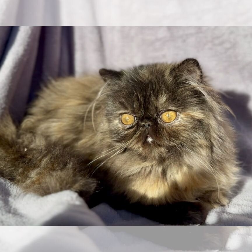 Персидский котёнок