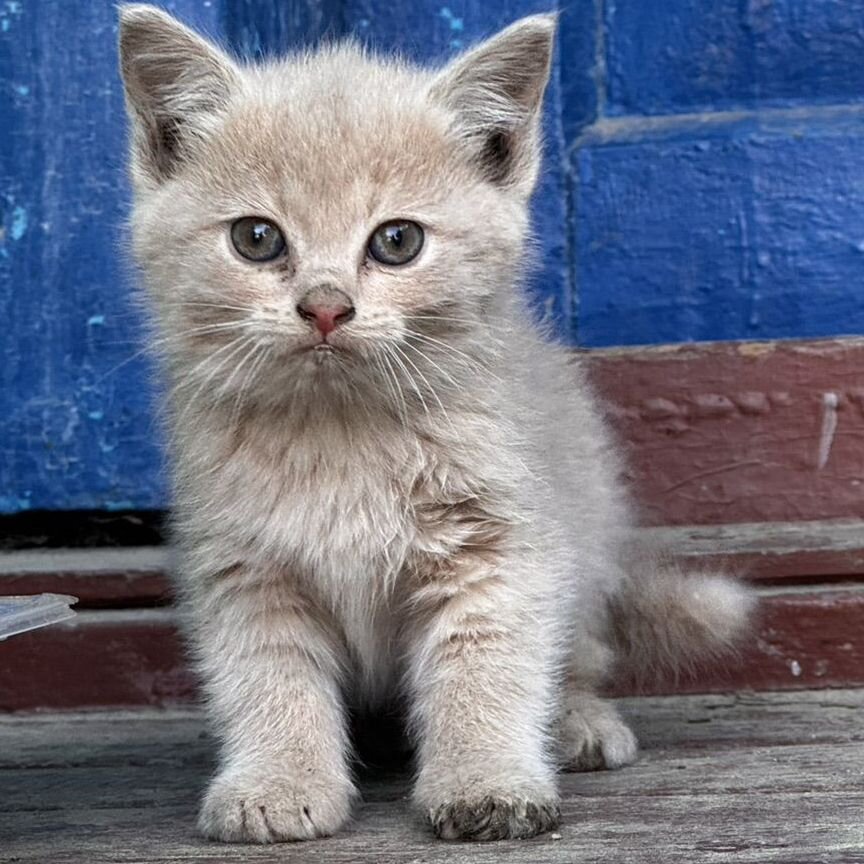 Котёнок в добрые руки