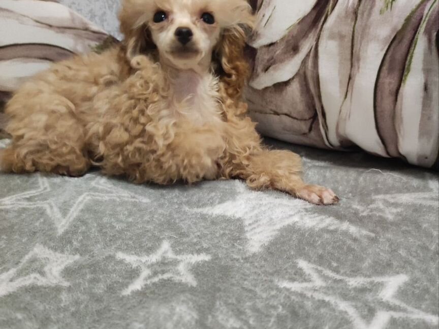 Мальчик с пальчик" той тикап пудель