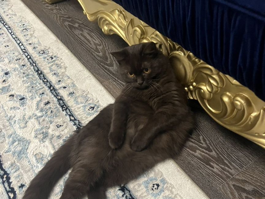 Кошка на вязку бесплатно