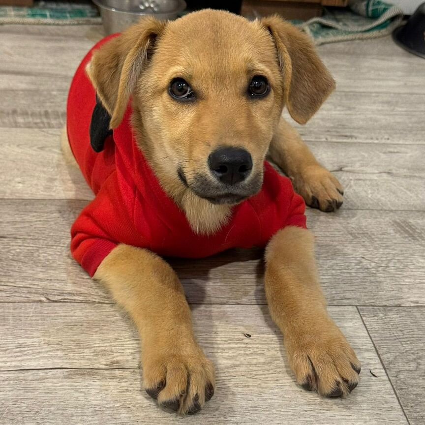 Щенок в добрые руки