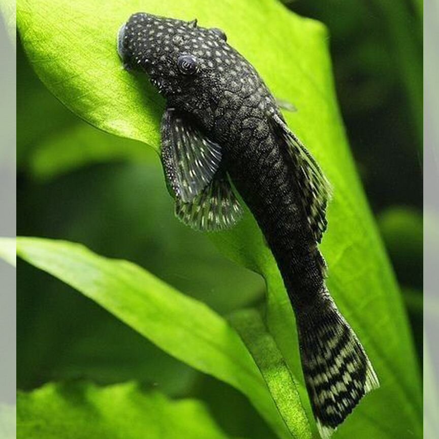 Сомик анциструс