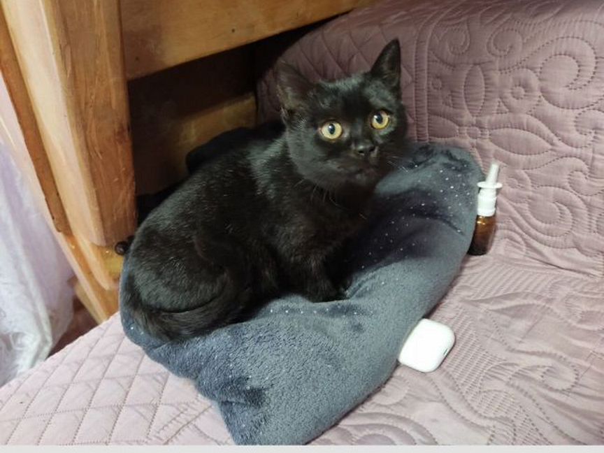 Чëрная пантерка в добрые руки