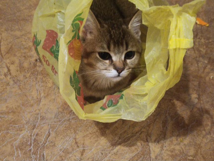 Продам котёнка шотландца
