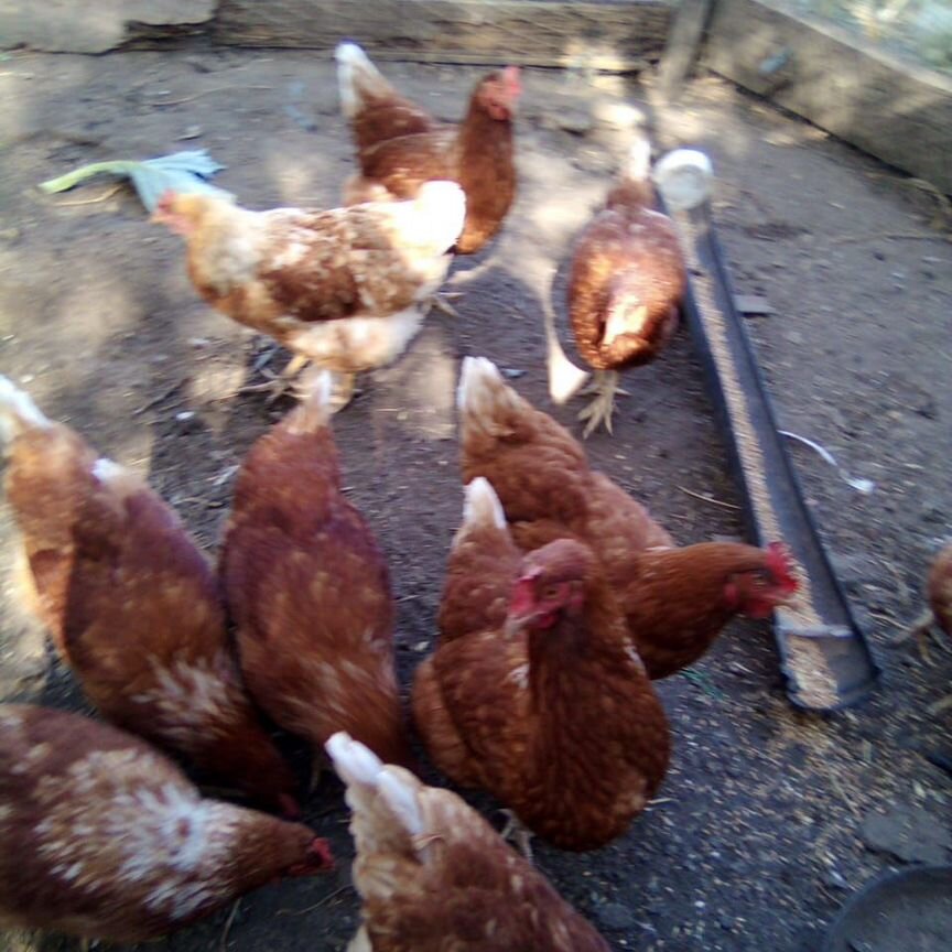 Куры несушки 10шт