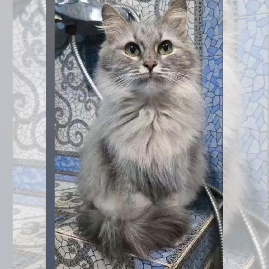 Очаровательная кошечка