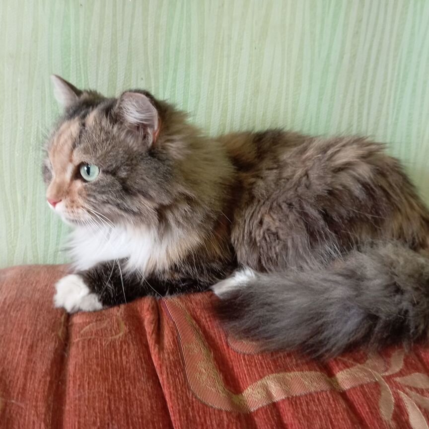 Отдам кошку в добрые руки