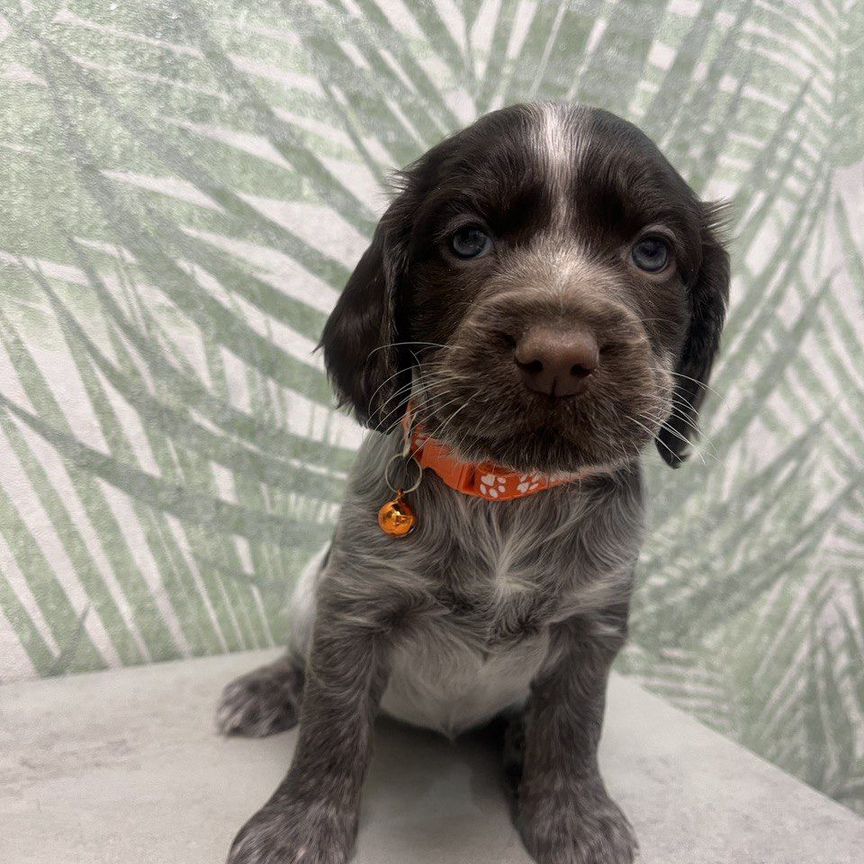 Щенки русского спаниеля