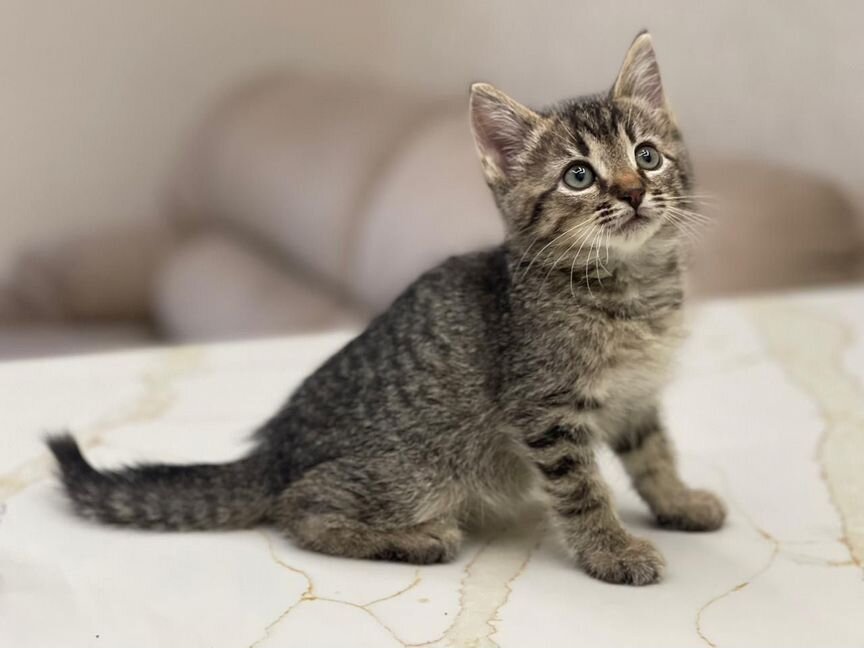 Котенок мальчик в добрые руки