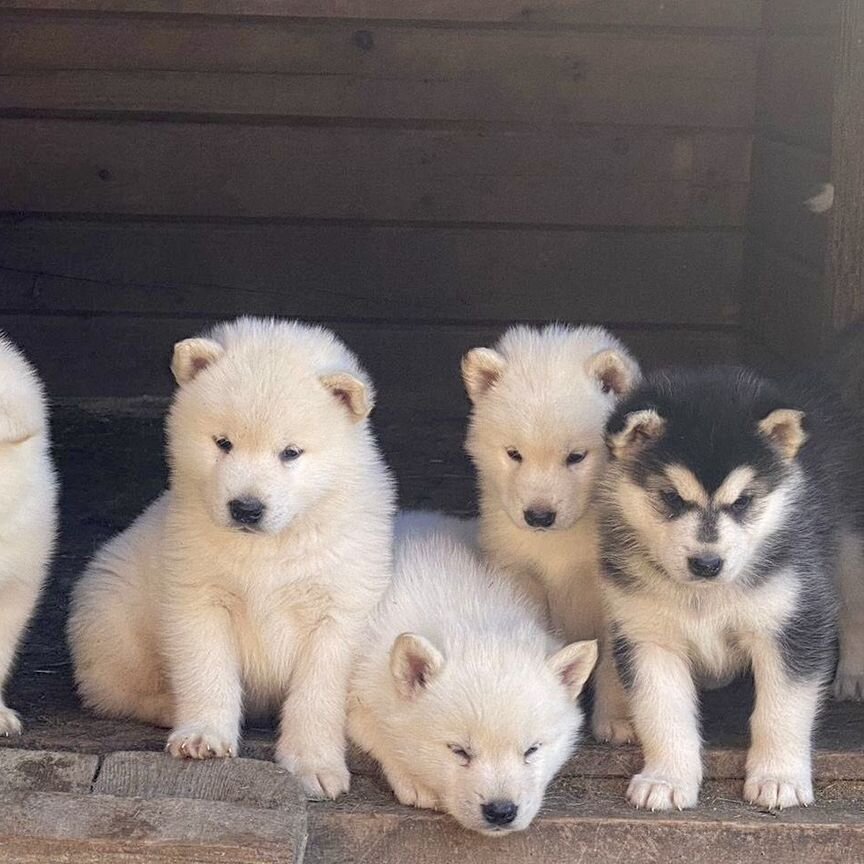 Аляскинкий маламут