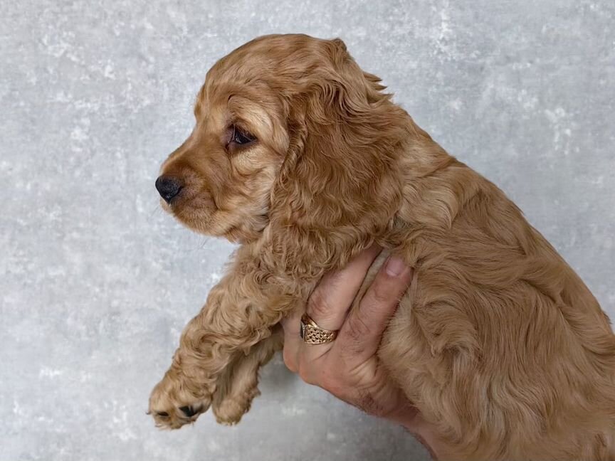 Щенки кокер спаниеля