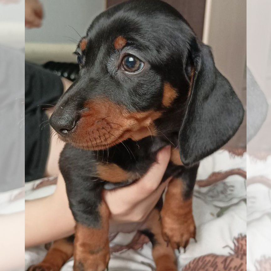 Собаки щенки таксы