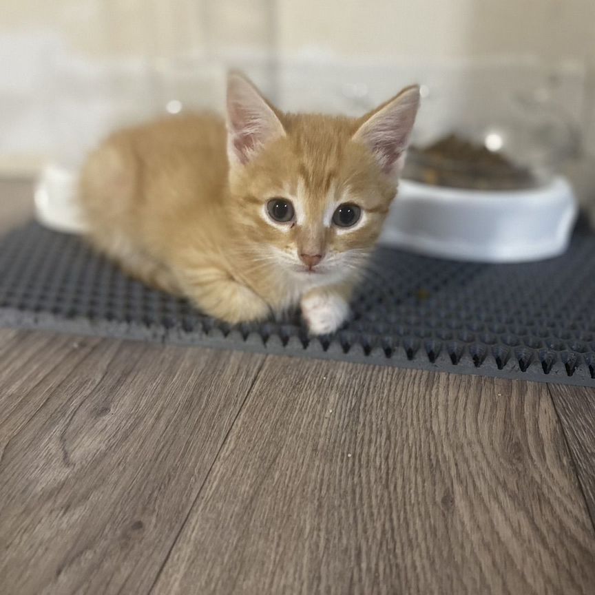 Котики бесплатно