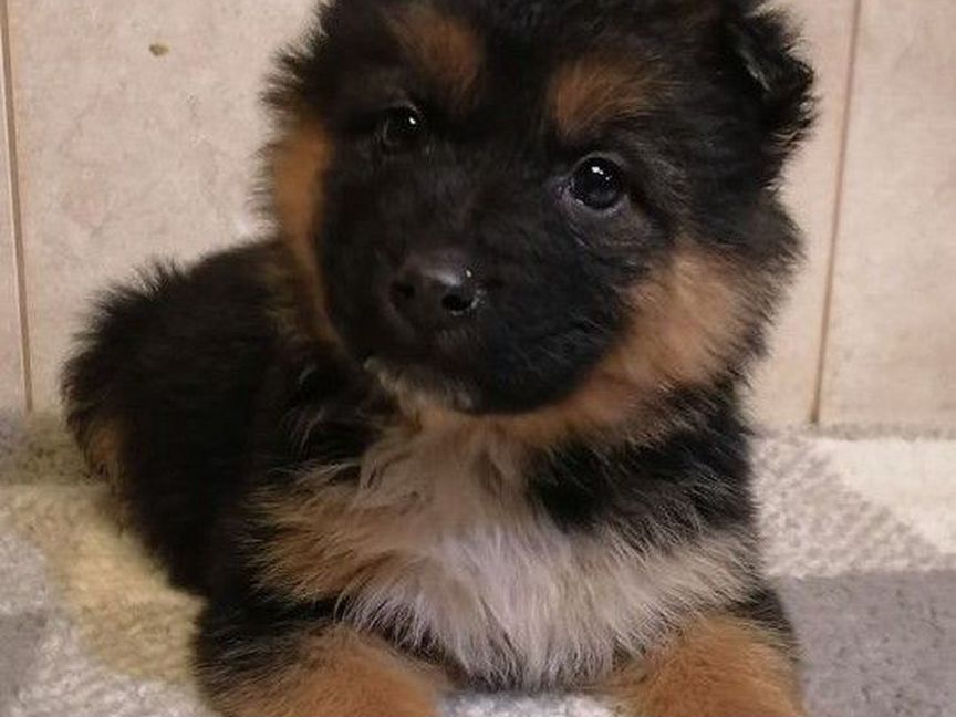 Немецкая овчарка