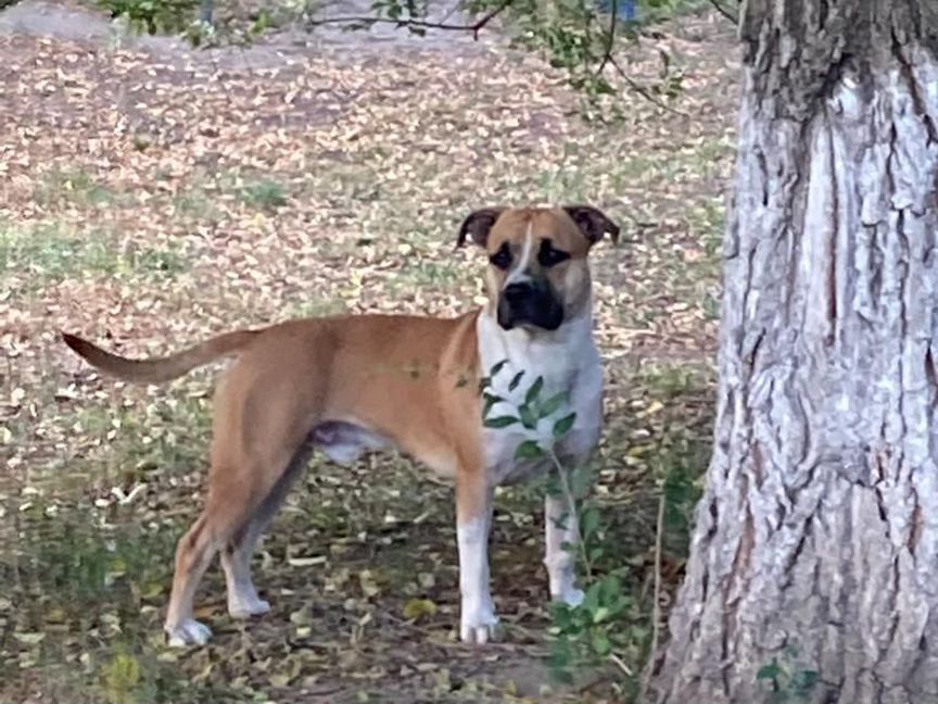 Вязка кобель (стаф)