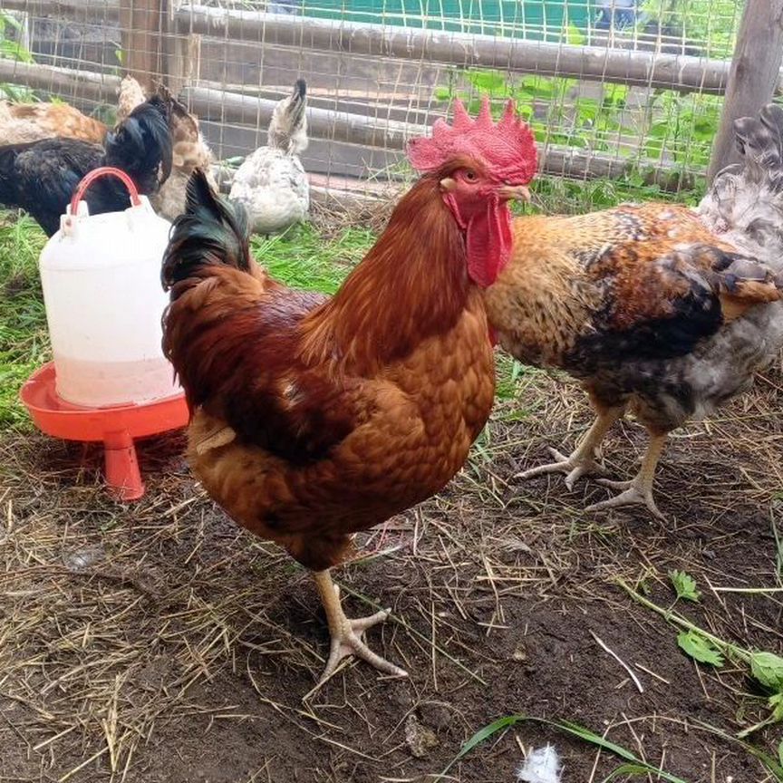 Продам петухов