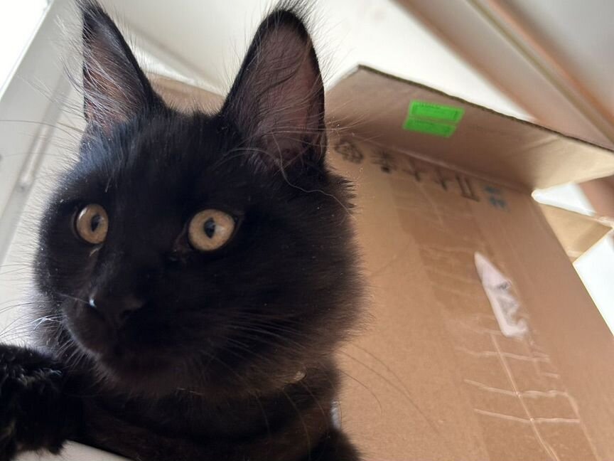 Кот