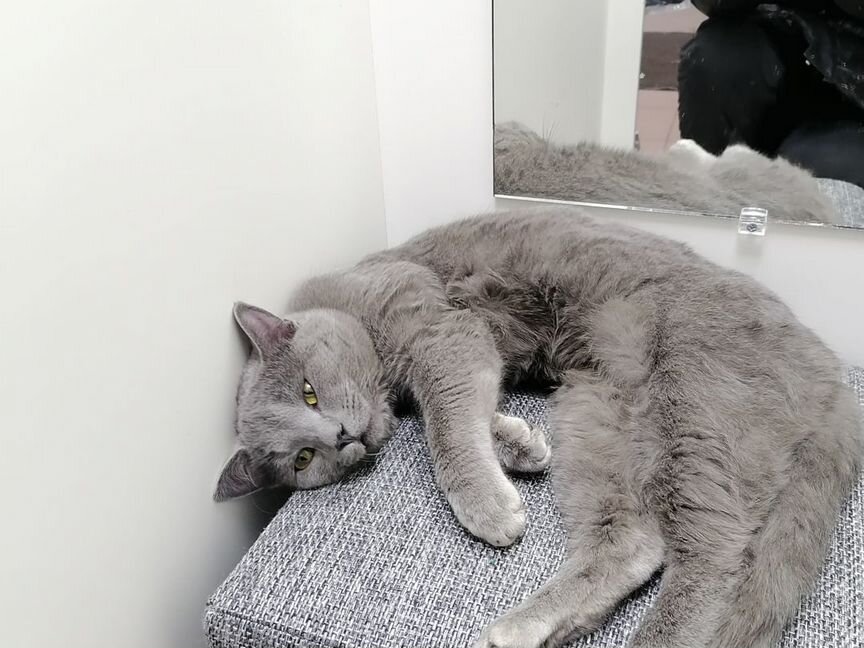 Котик-потеряшка ищет дом