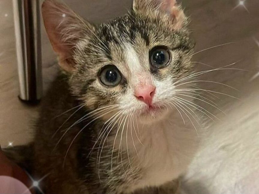 Котенок в дар бесплатно
