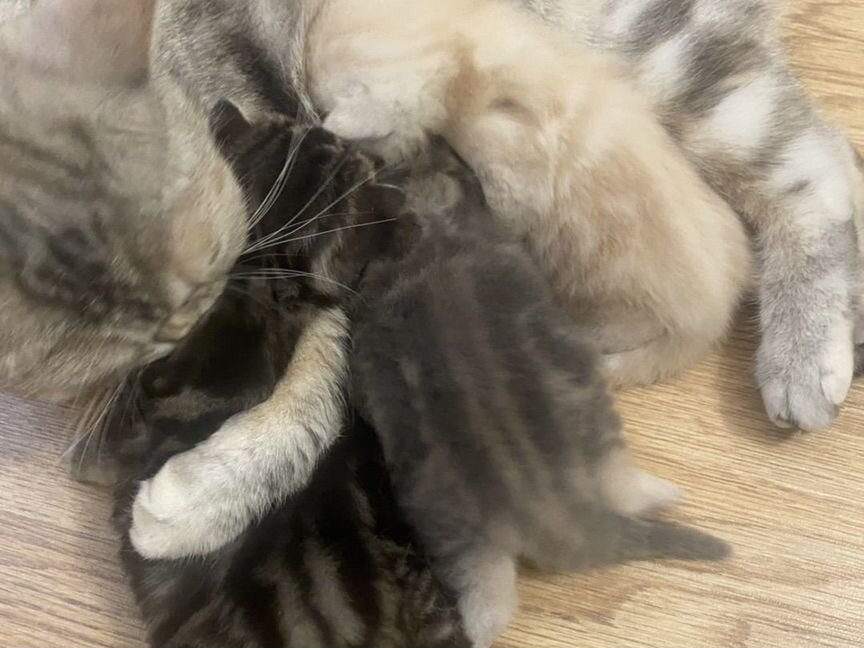 Шотландские вислоухие котята