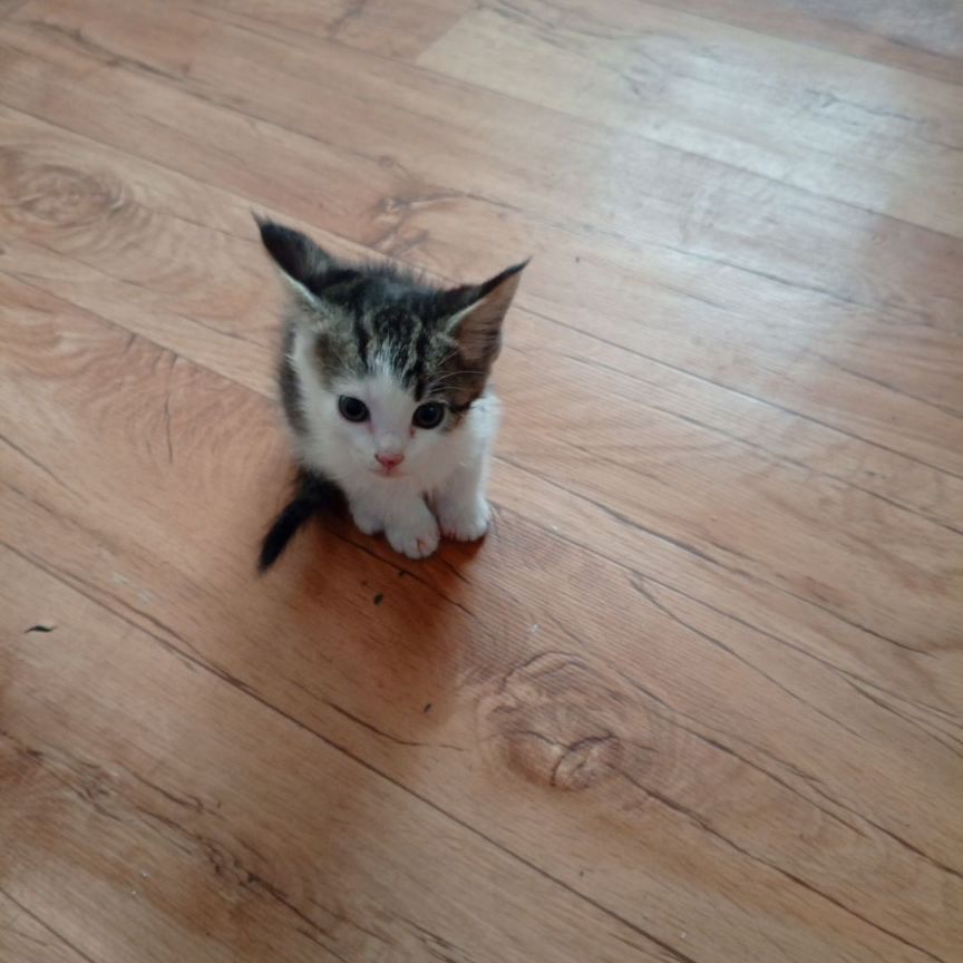 Кошка мейкун помесь