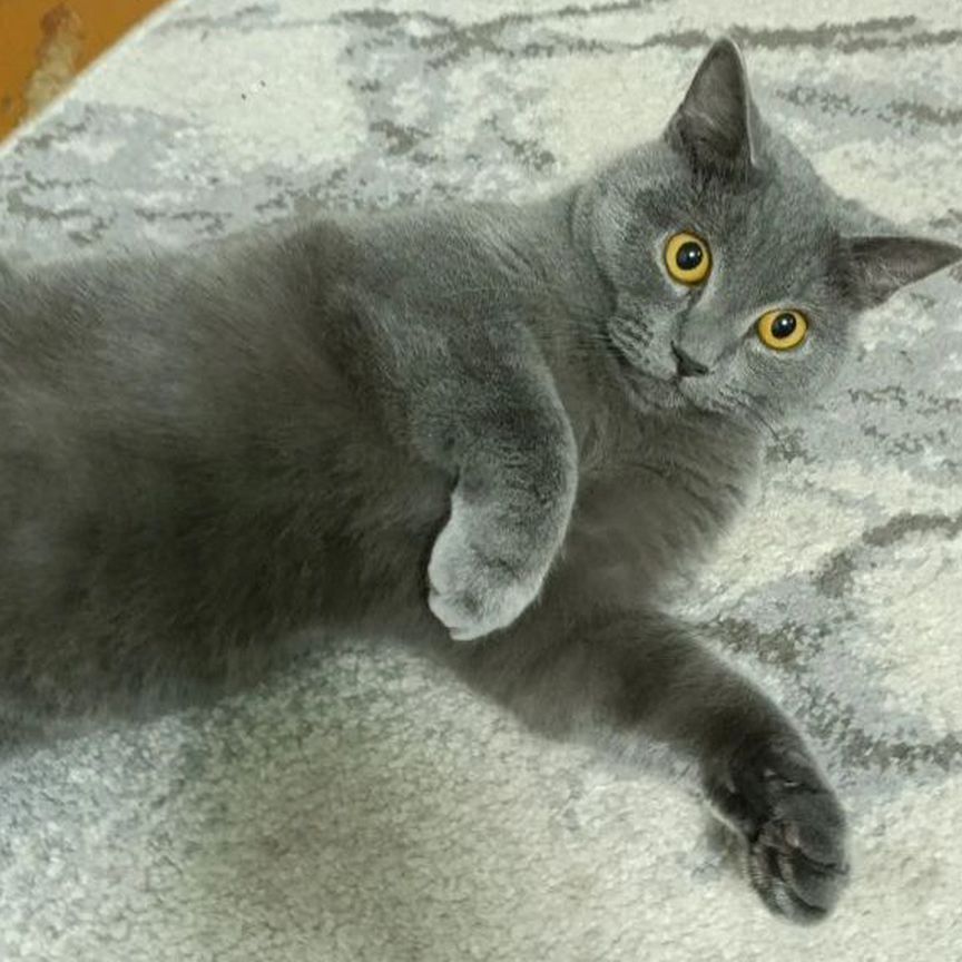 Британский короткошёрстный кот, взрослый