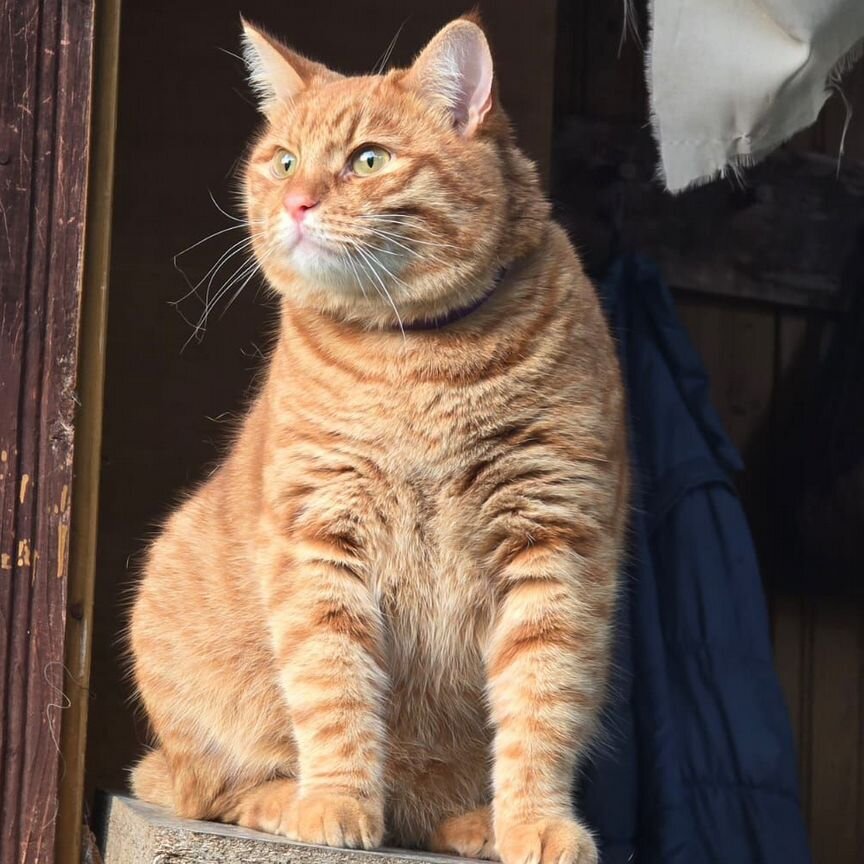 Взрослый кот в добрые руки