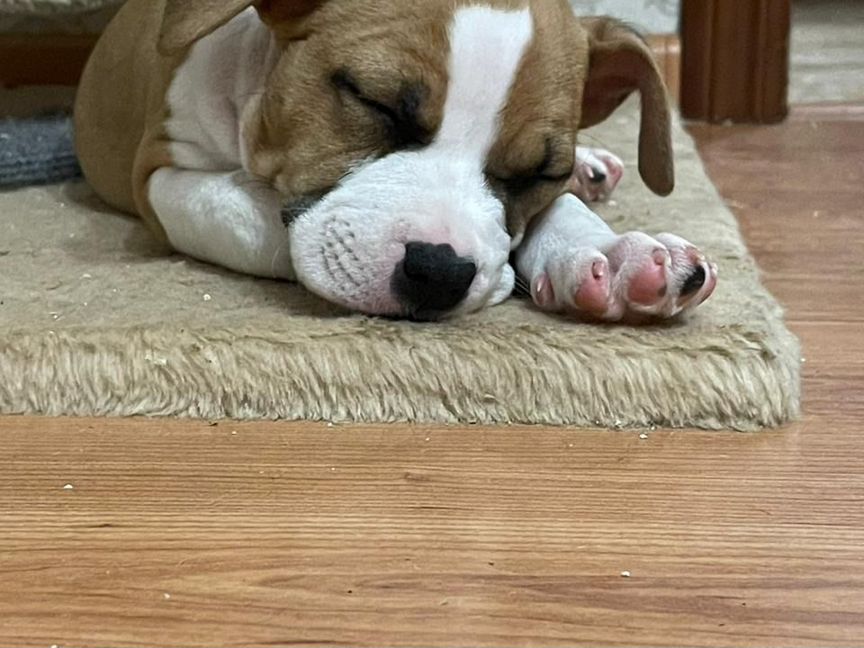 Стаффордширский терьер щенок в добрые руки