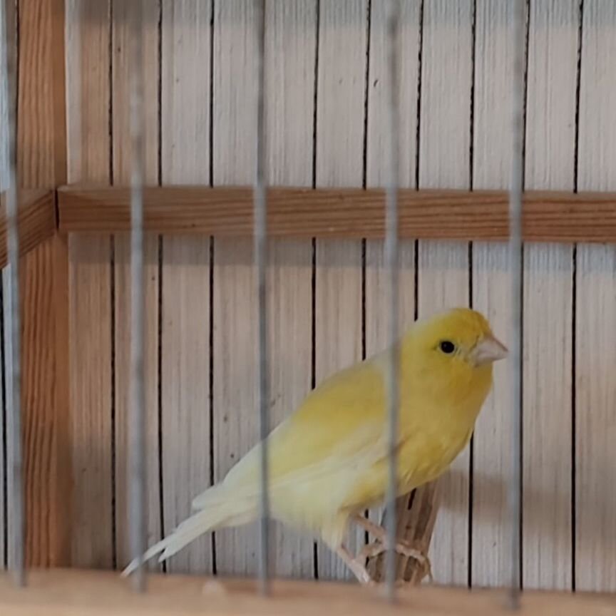Певчий кенар