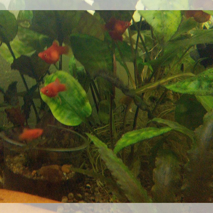 Пецилия дисковая, криптокорины 3 вида