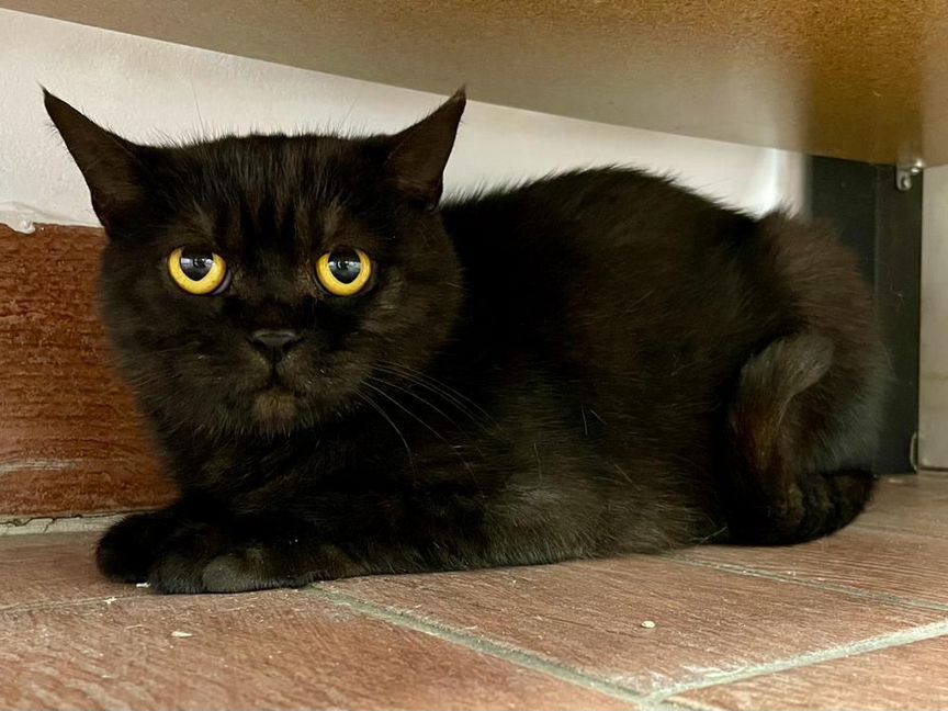 Магическая Британская кошка из места Силы