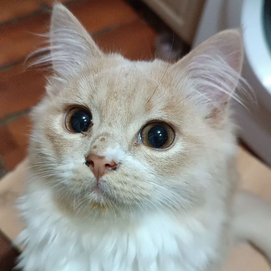 Отдаю котенка (или уже кота) в добрые руки