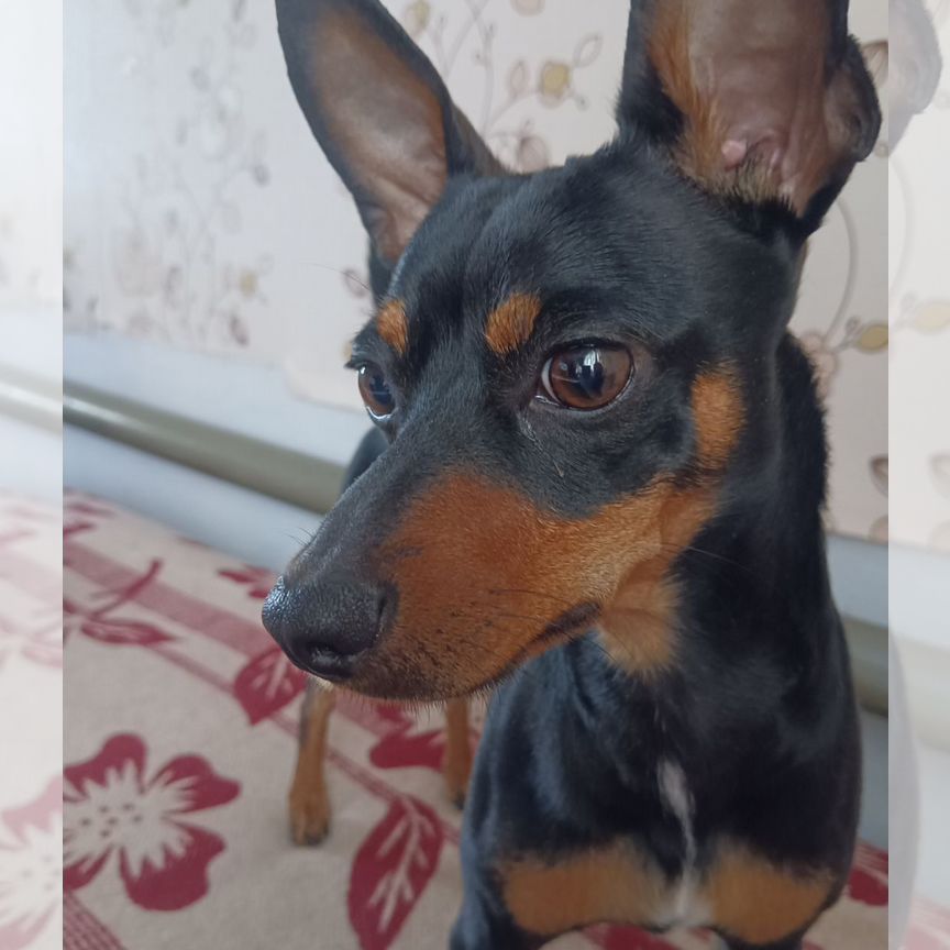 Русский той-терьер мальчик вязка