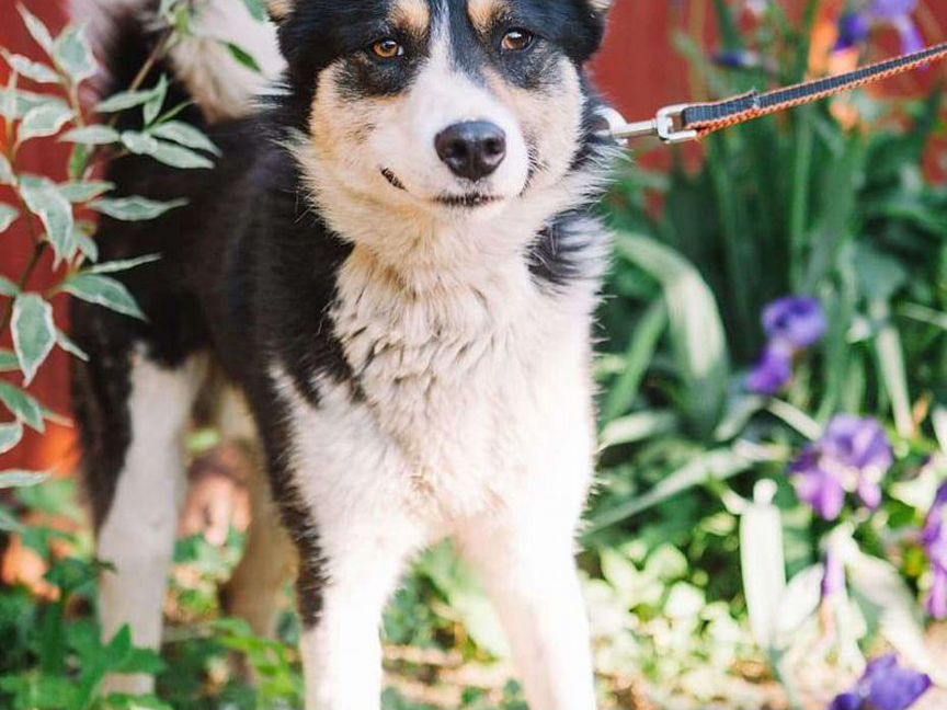 Лайчонок с тяжелой судьбой изет семью