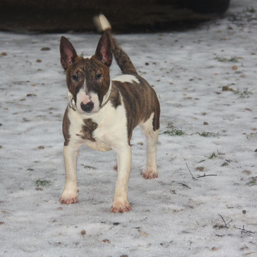 Бультерьер, щенок