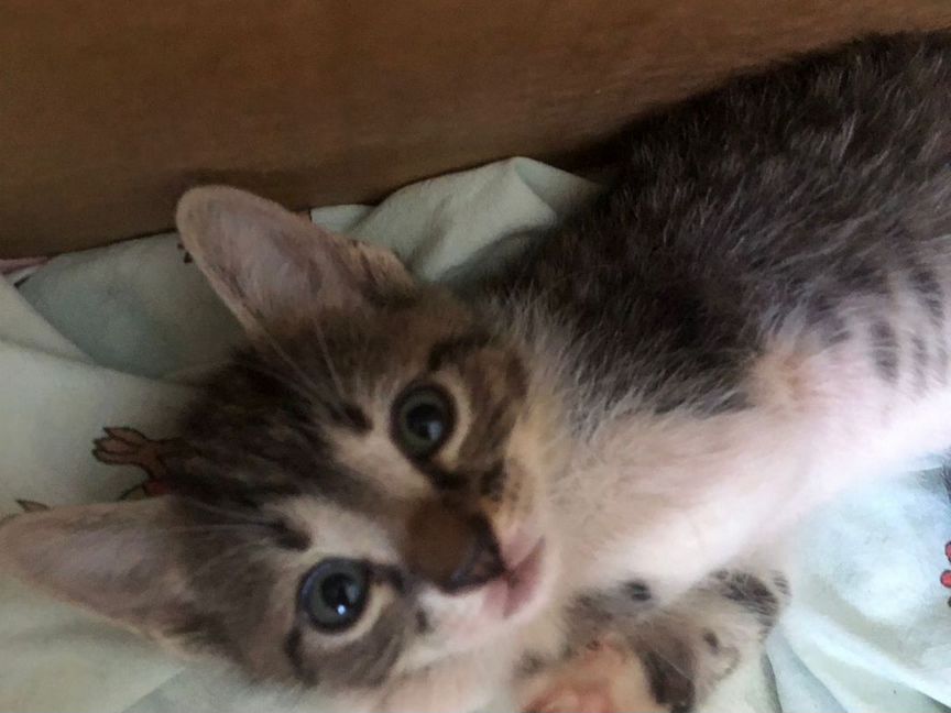 Котята