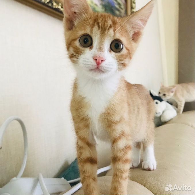 Котенок Лисичка ищет дом