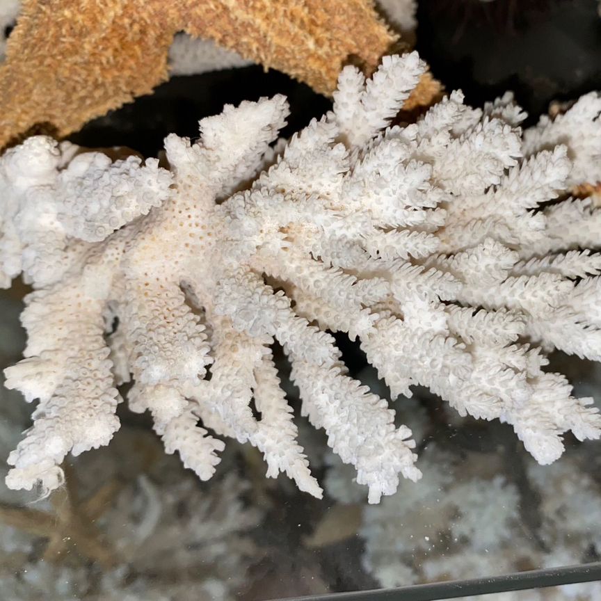 Коралл морской