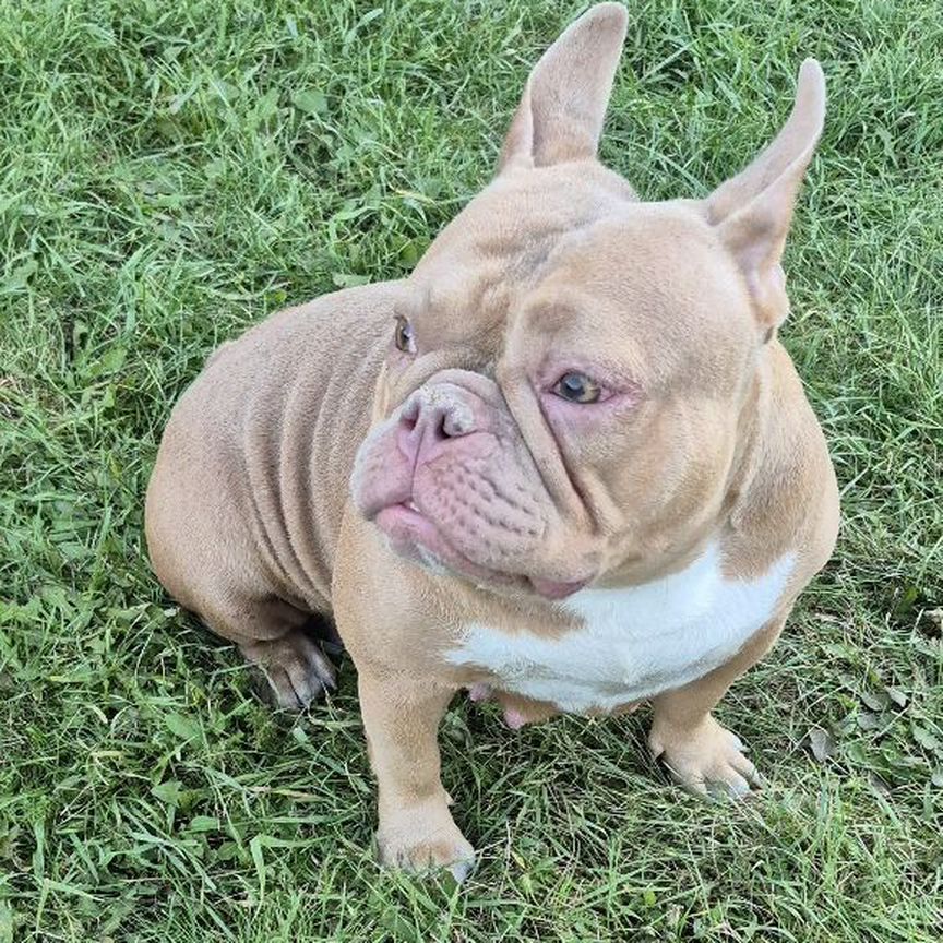 Американский булли, взрослая собака