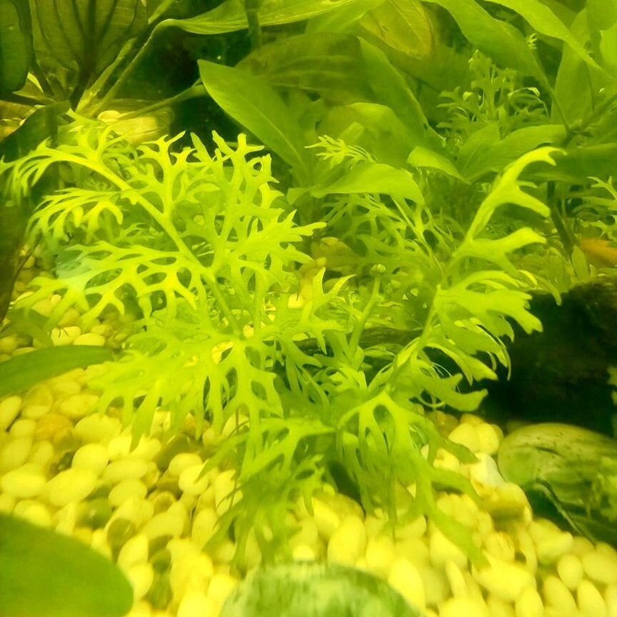 Индийский папоротник